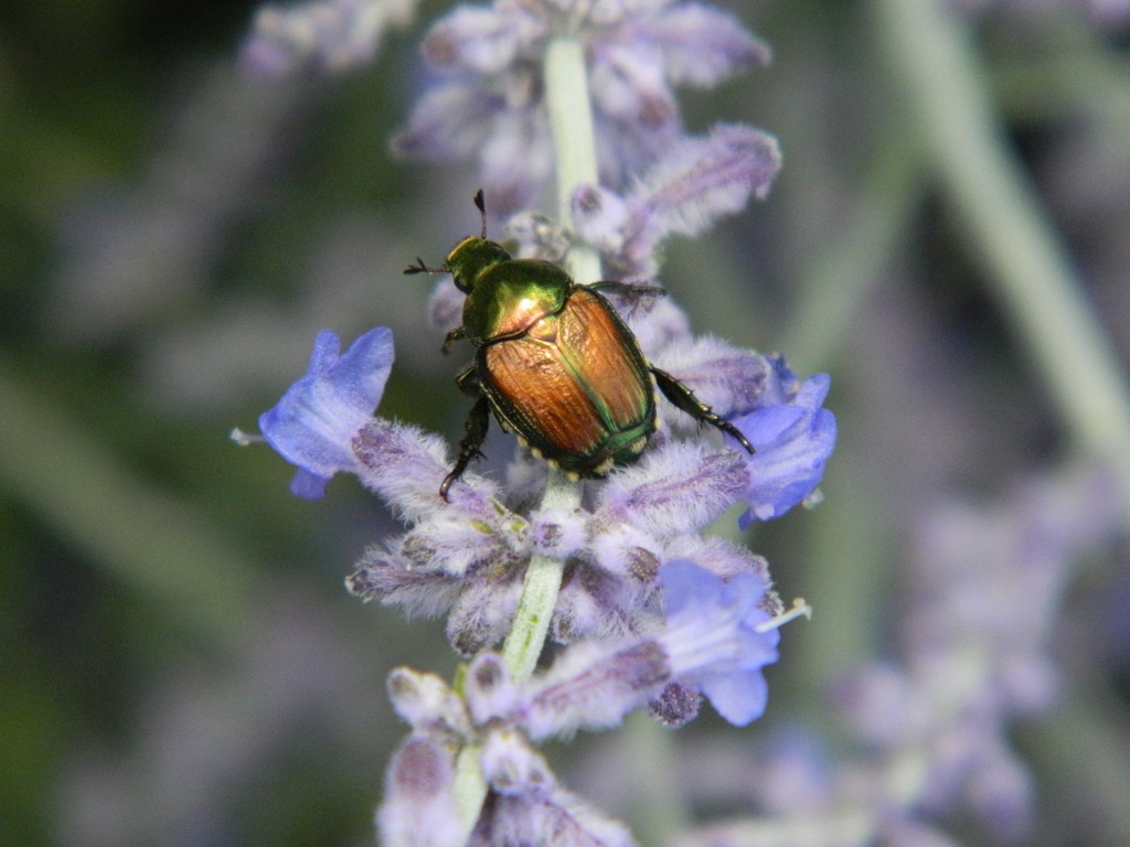 Japanese Beetle in July 2021 by brossny · iNaturalist