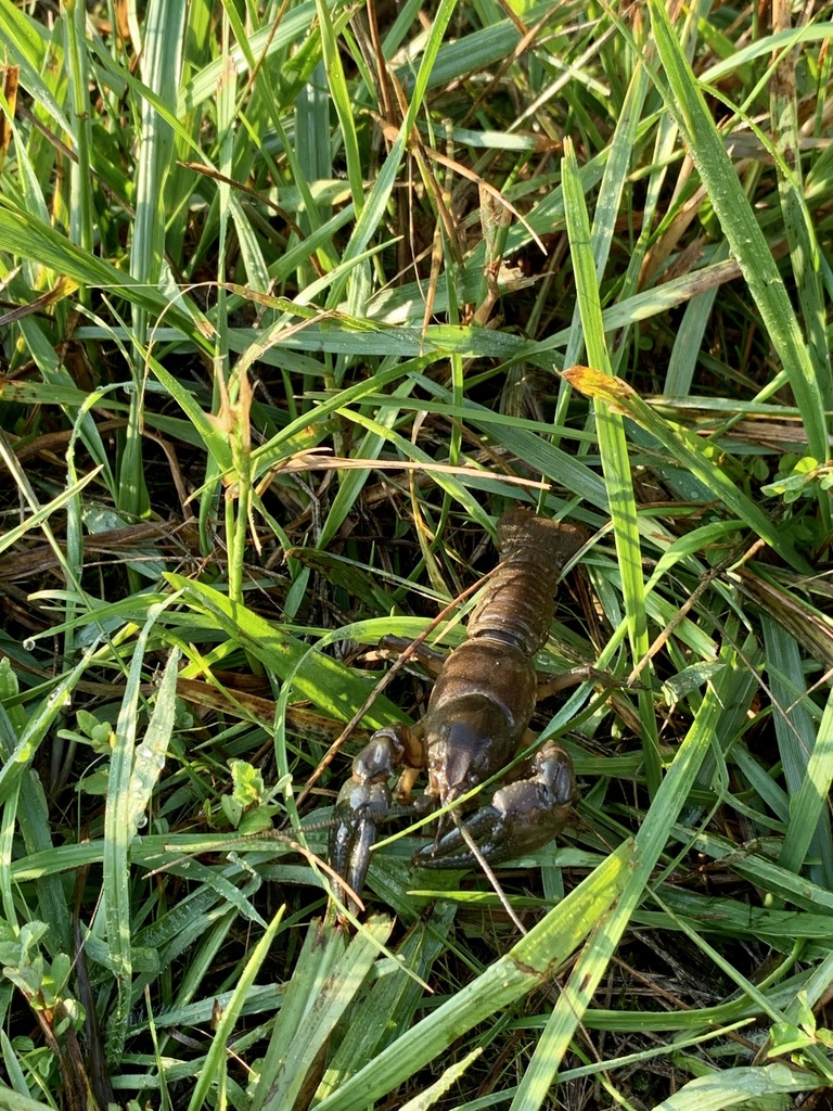 Eastern Crayfish from Gettysburg National Military Park, Gettysburg, PA ...