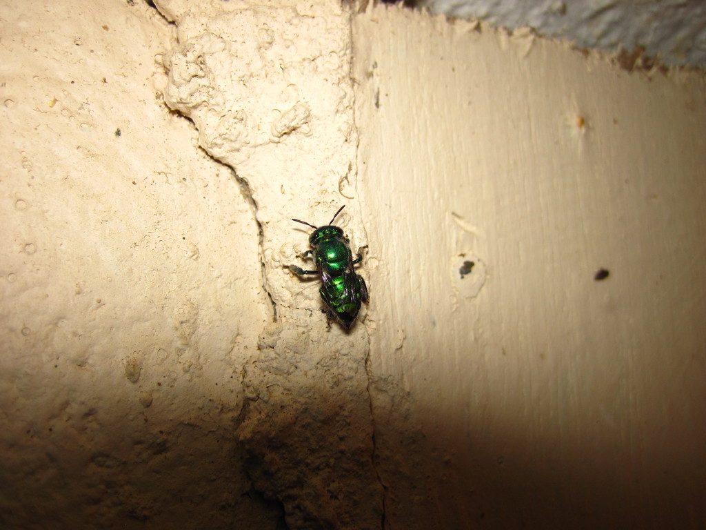 Typical Orchid Bees from cuxlin ha, belize on 25 November, 2014 by ...