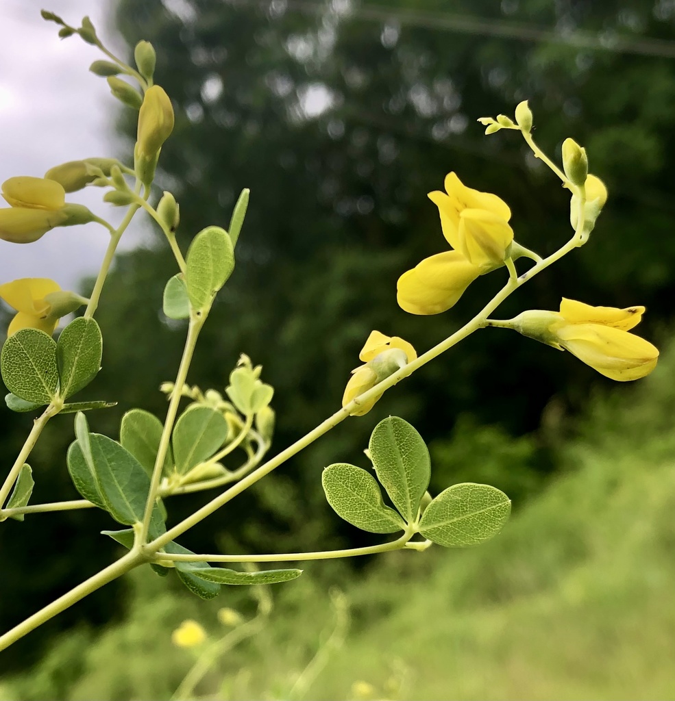 eastern wild indigo from North Framingham, Framingham, MA, US on July ...