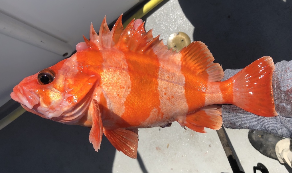 Flag Rockfish from North Pacific Ocean, CA, US on June 23, 2021 at 11: ...