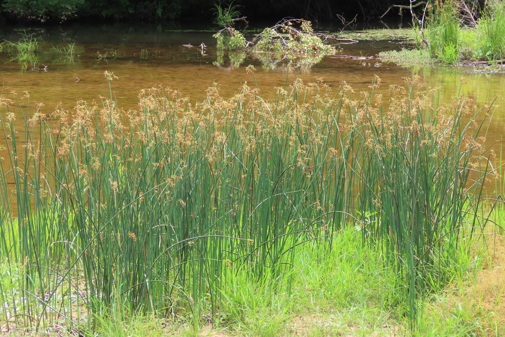 soft-stemmed bulrush from Kanawha County, WV, USA on July 04, 2021 at ...