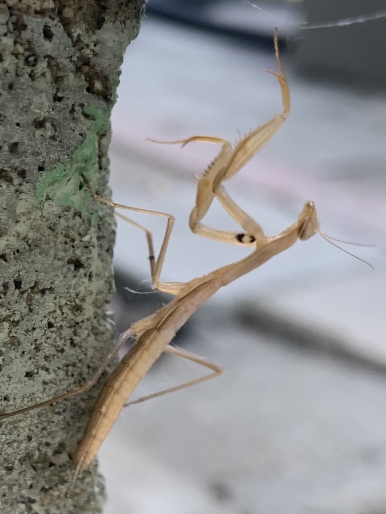 European Mantis from Sunglo Dr, Penticton, BC, CA on July 04, 2021 at ...