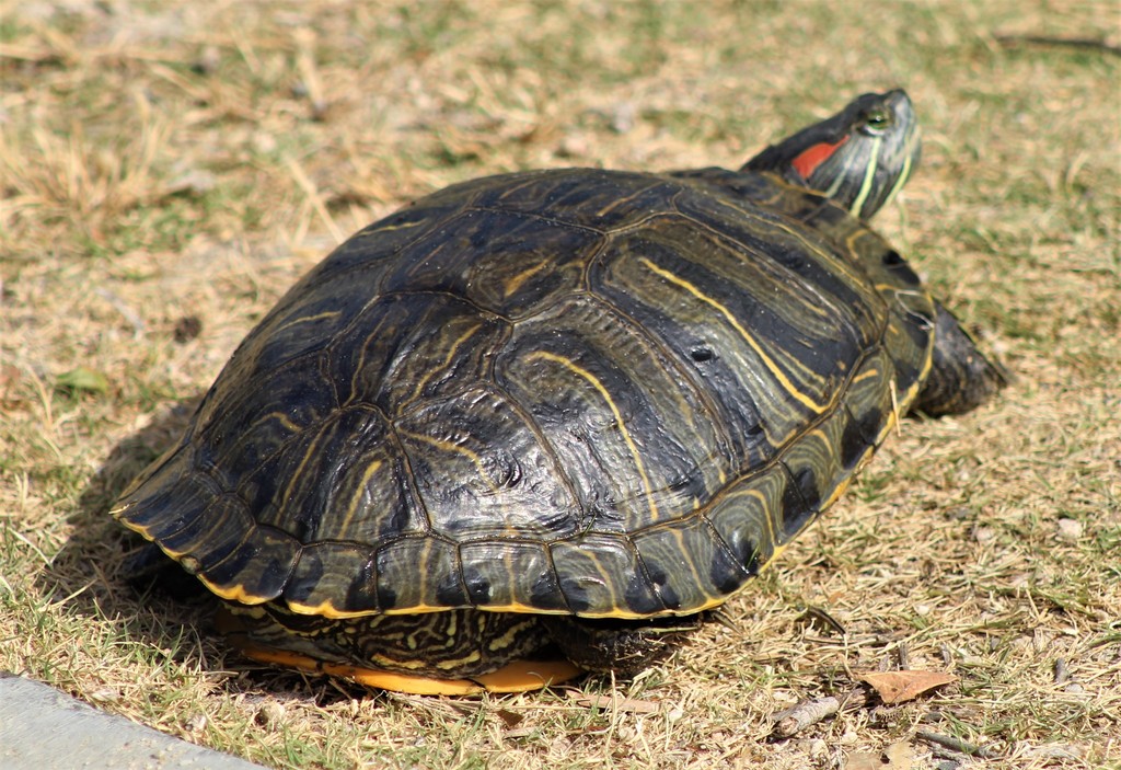 Red-eared Slider from Santee, CA, USA on July 04, 2021 at 09:07 AM by ...