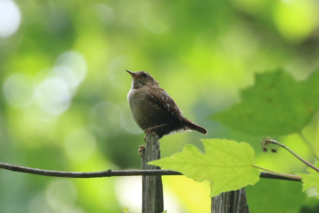 Winter Wren from 349 Headquarters Ln, Grantsville, MD 21536, USA on ...