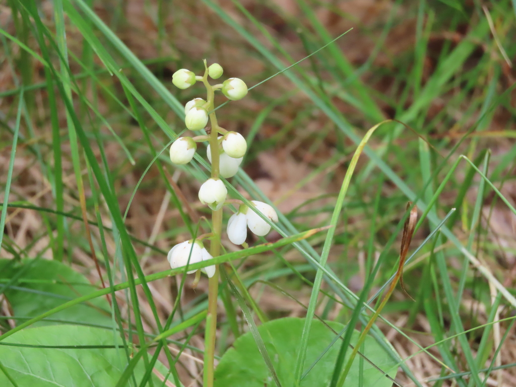 shinleaf from Roche-A-Cri State Park, Friendship, WI, USA on June 24 ...
