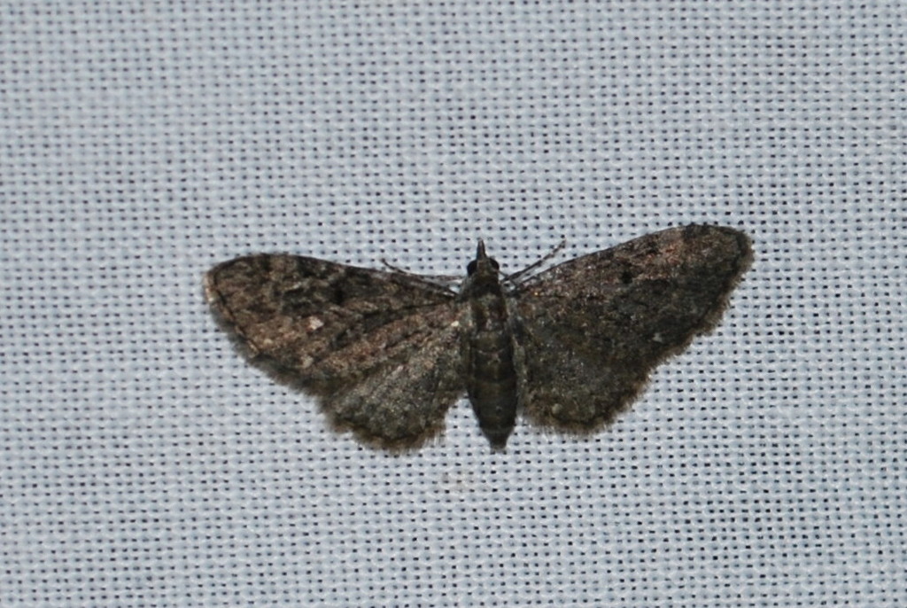 Satyr Pug Moth from Halton Hills, ON, Canada on September 04, 2012 at ...