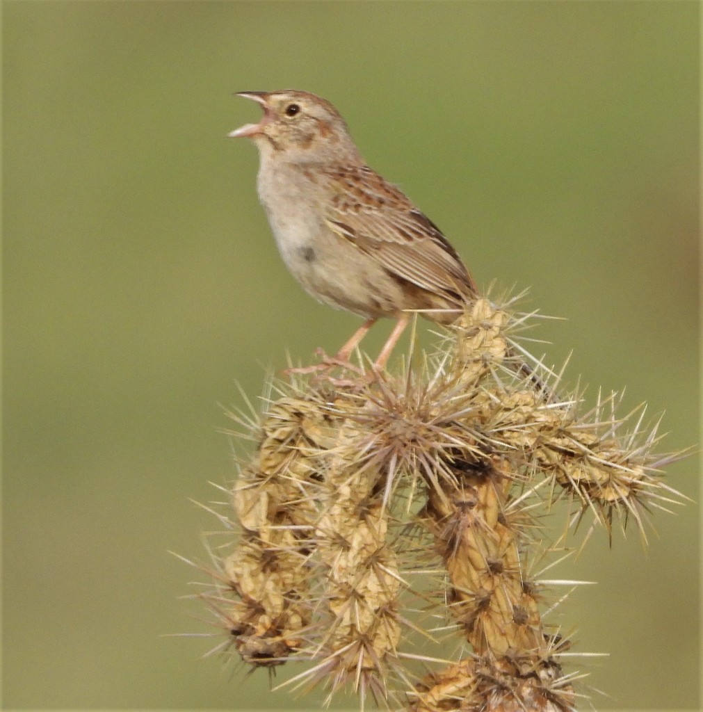 Cassin's Sparrow from 22500 S Peyton Hwy, Colorado Springs, CO 80928 ...