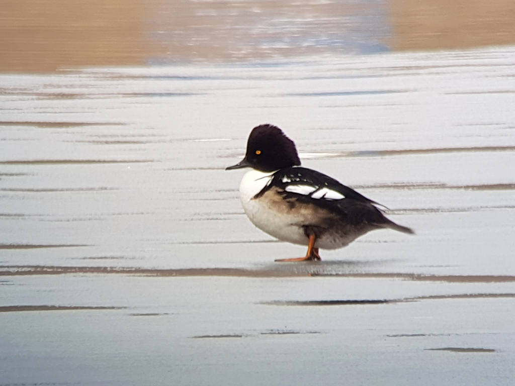 Barrow's Goldeneye × Hooded Merganser (Waterfowl of the US) · iNaturalist
