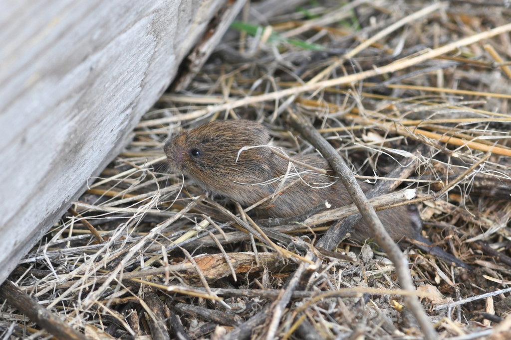 Meadow Vole from Central Okanagan, BC, Canada on April 30, 2021 at 11: ...