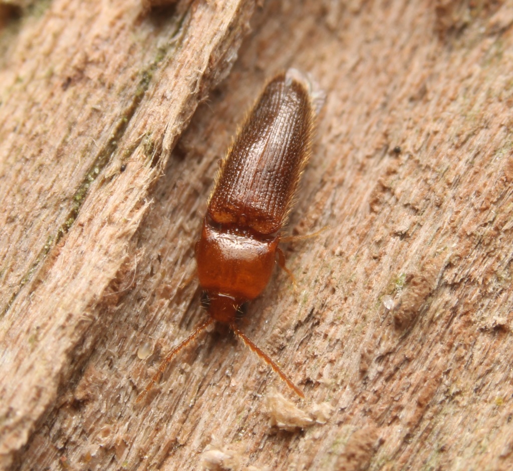 Ampedus pusio (Click Beetles of the United States) · iNaturalist