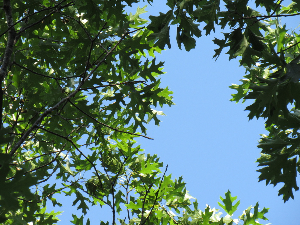 northern pin oak in July 2021 by jbtibbits · iNaturalist