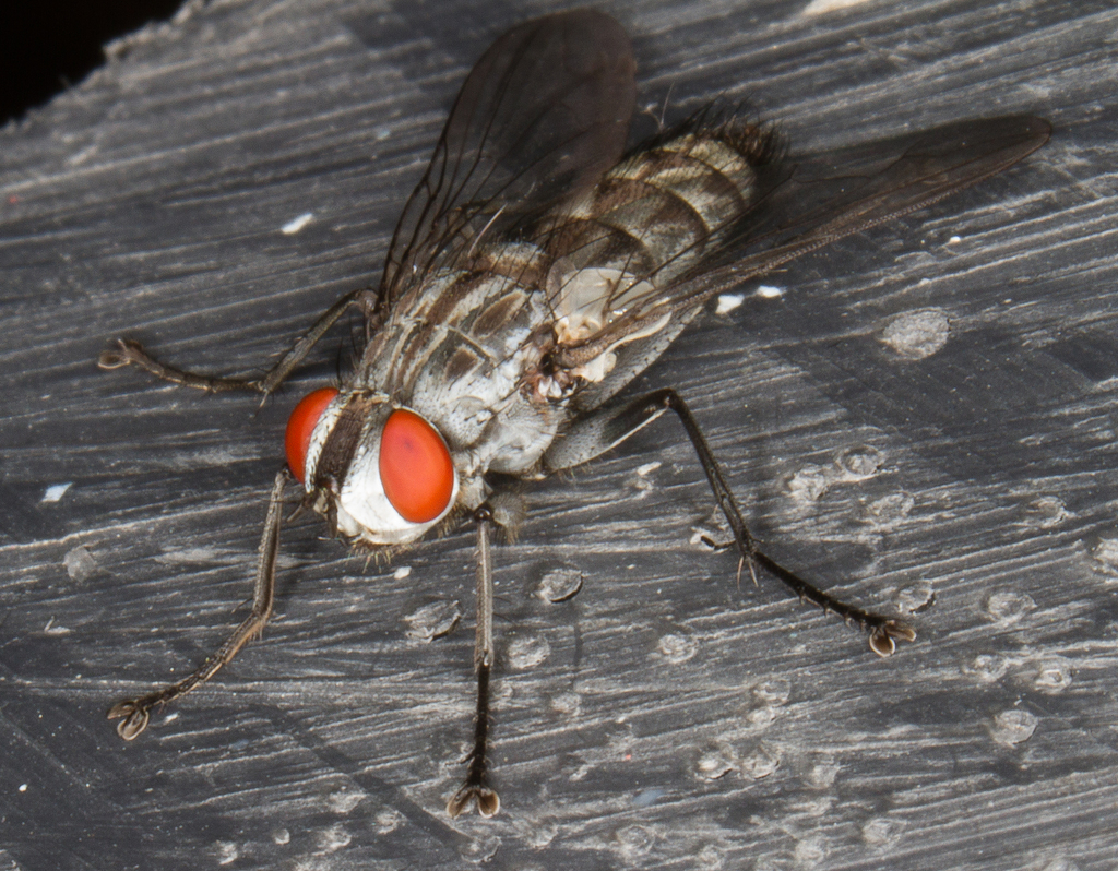 Macronychia dolini from Essex, UK on July 04, 2021 at 02:47 PM by Jon J ...