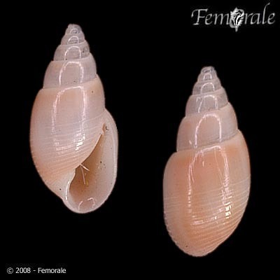 Bulb Shell (Acteon punctostriatus) · iNaturalist