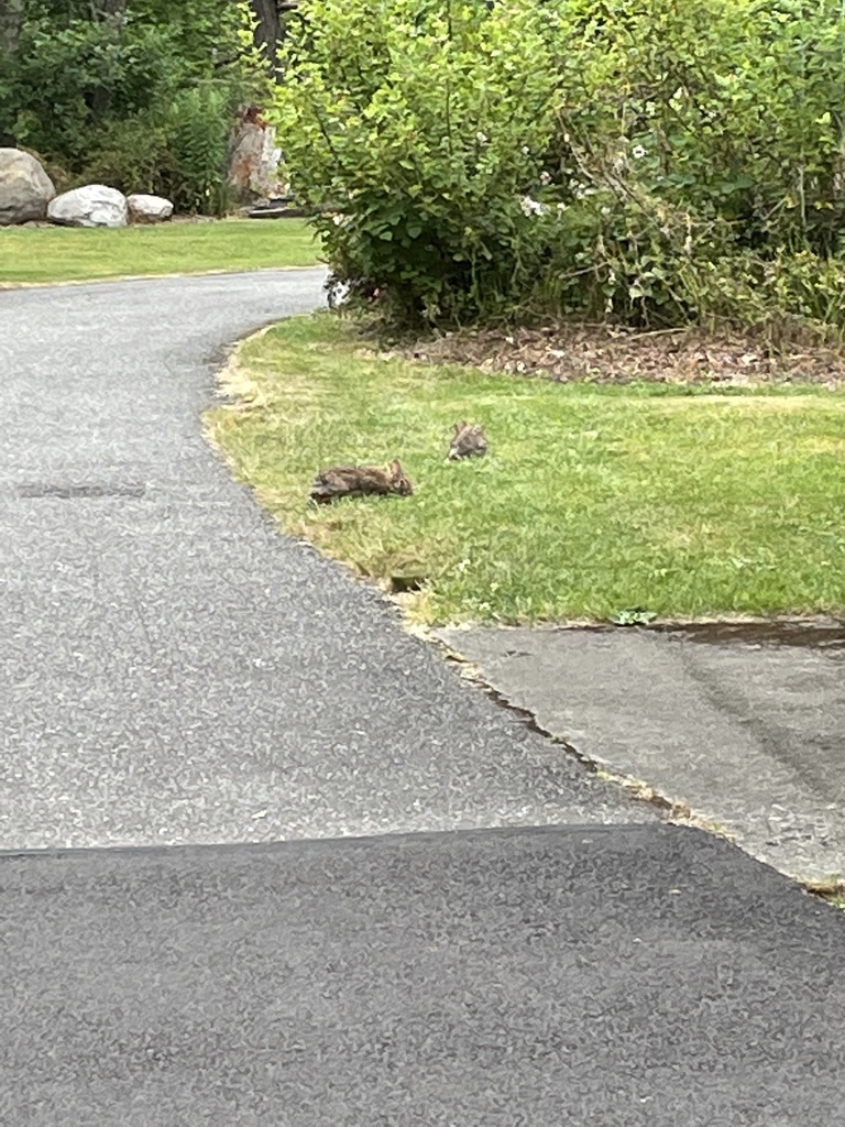 Eastern Cottontail from Northwest Trek Wildlife Park, Eatonville, WA ...