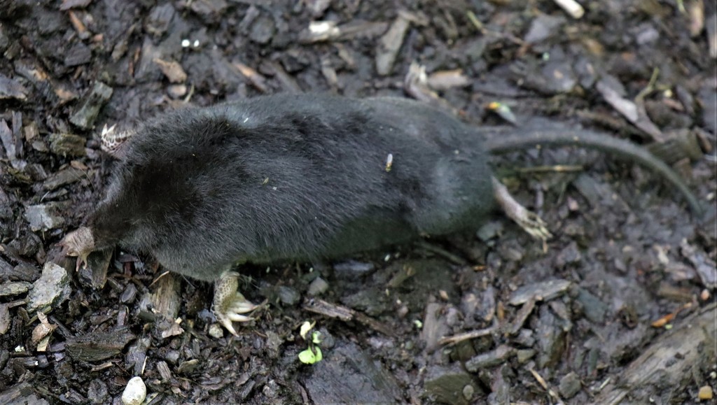 Star-nosed Mole from Belleville, ON, Canada on July 04, 2021 at 02:27 ...