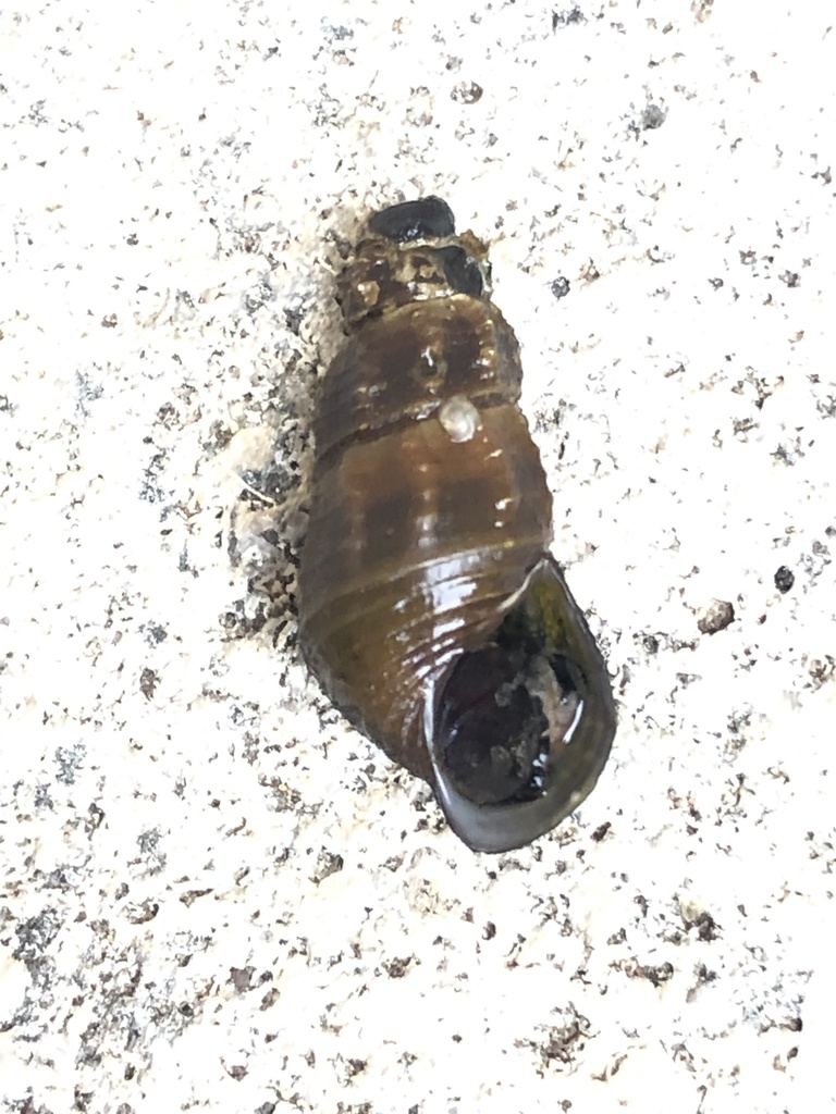 spider elimia in July 2021 by Howard Horne · iNaturalist