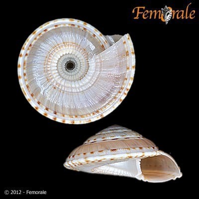 Architectonica perdix · iNaturalist Mexico