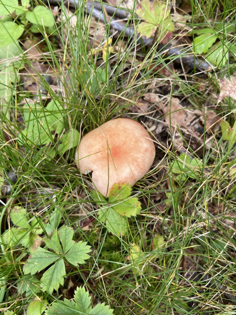 emetic russula from Oregon Trail, Pine Bush, NY, US on July 04, 2021 at ...