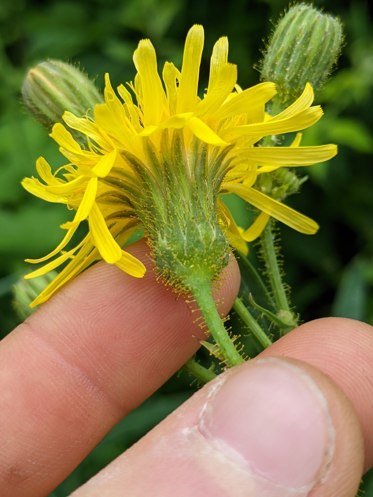 glandular field sowthistle in July 2021 by Chris Poling · iNaturalist