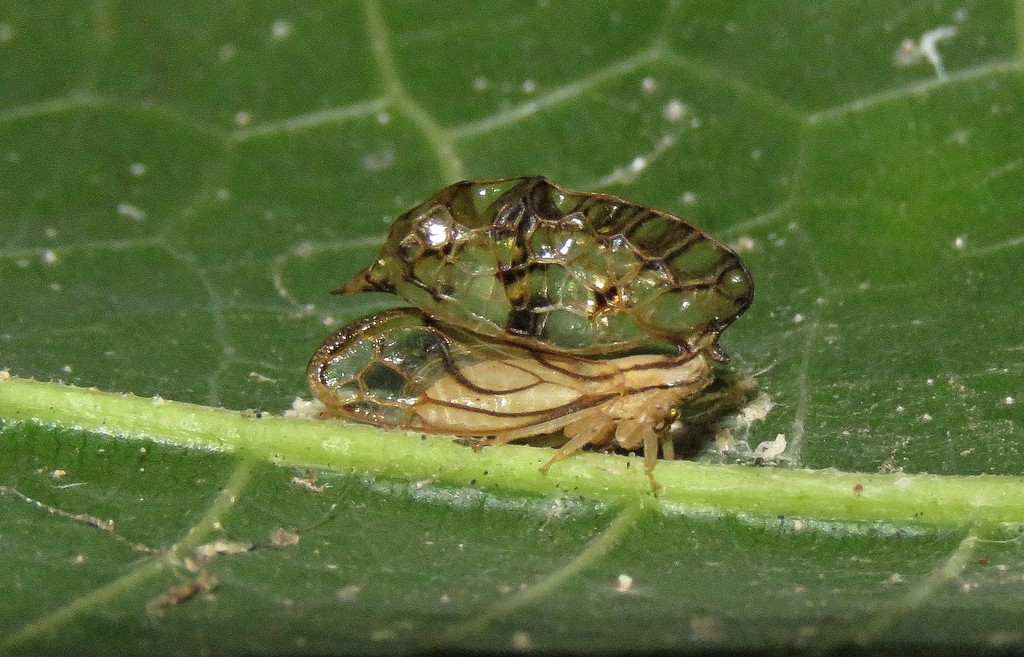 Oeda informis from Brazil - MT - Alta Floresta - Cristalino Lodge on ...