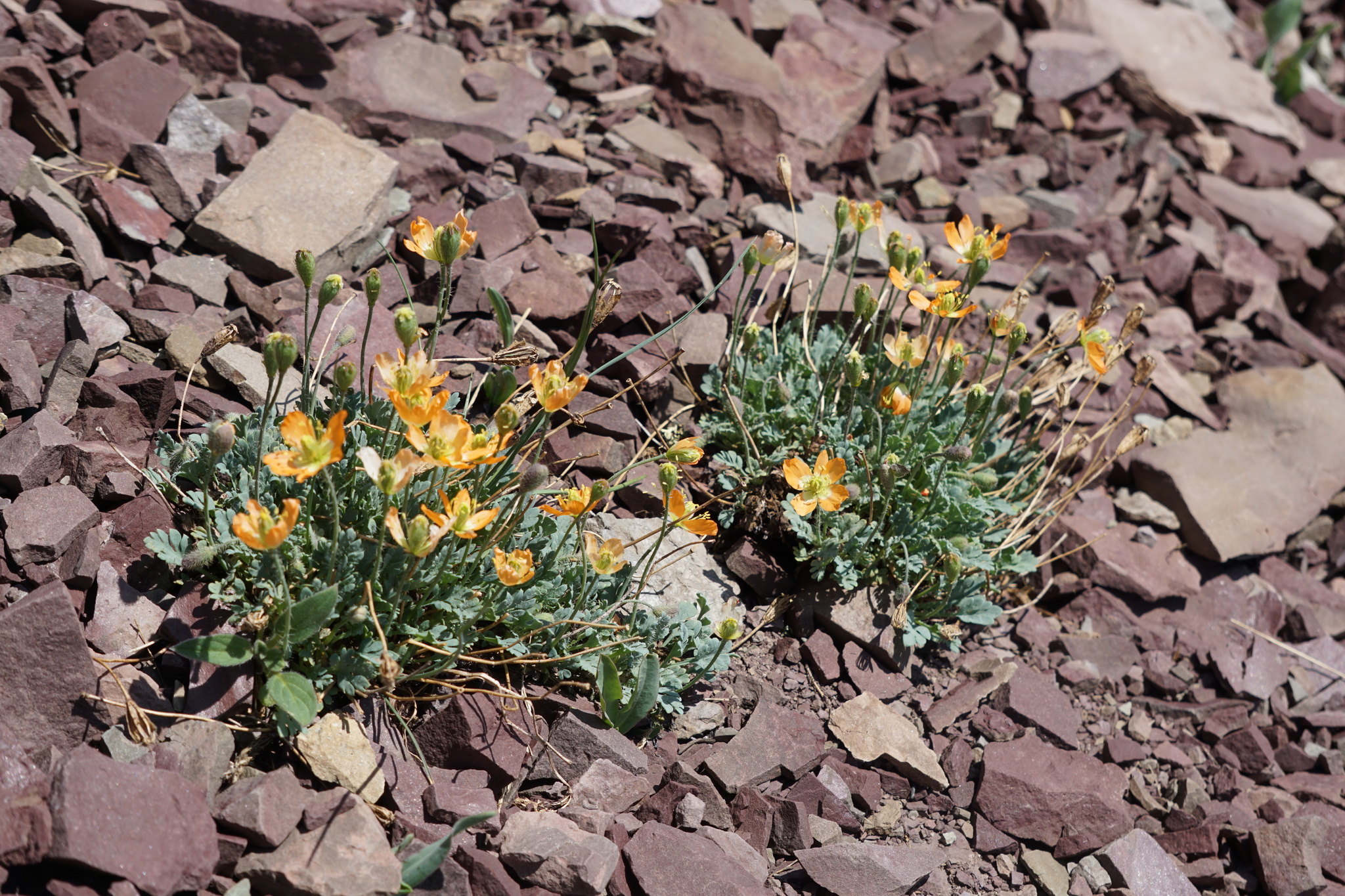 Papaver pygmaeum Rydb.