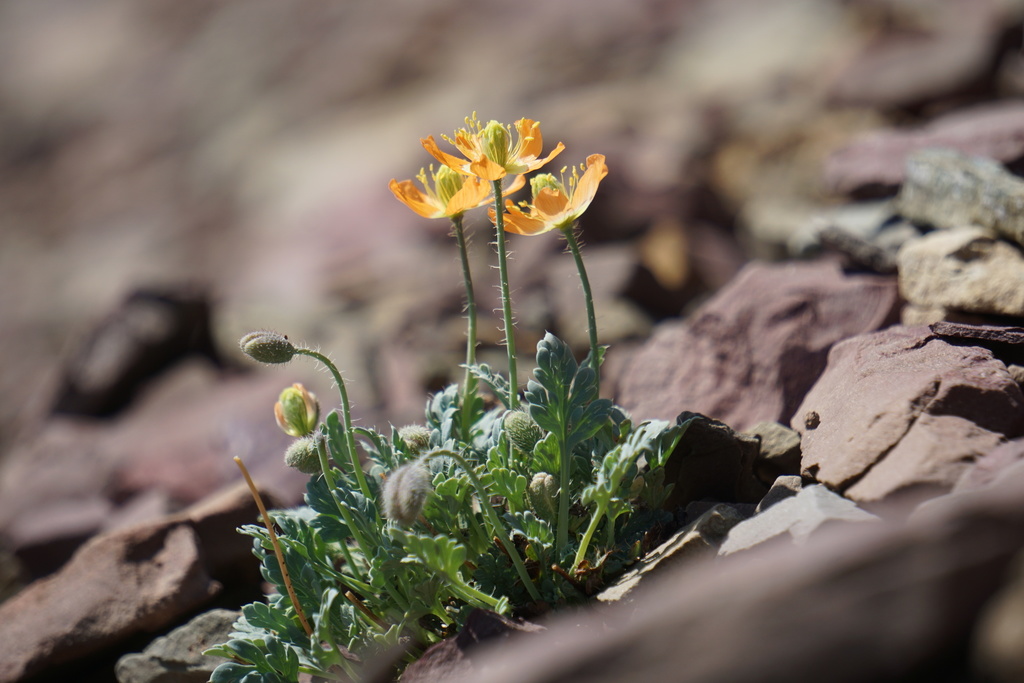 Alpine Glacier Poppy from Waterton Lakes National Park, Waterton Park ...