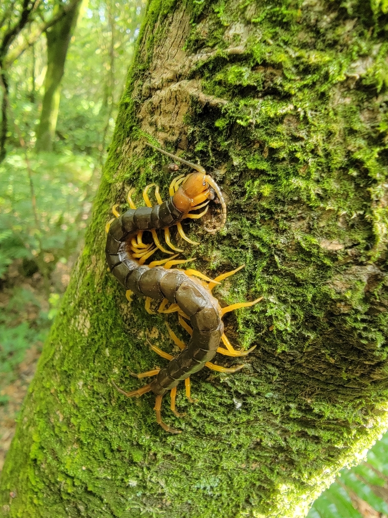 Chinese Red-headed Centipede from Yangmingshan, TW-TP-TC, TW-TP, TW on ...