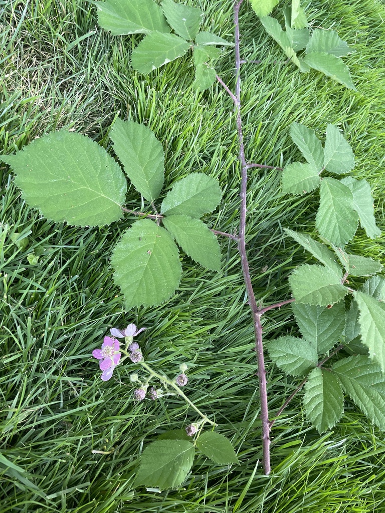 European Blackberry from Olympia, WA, US on July 4, 2021 at 07:23 PM by ...