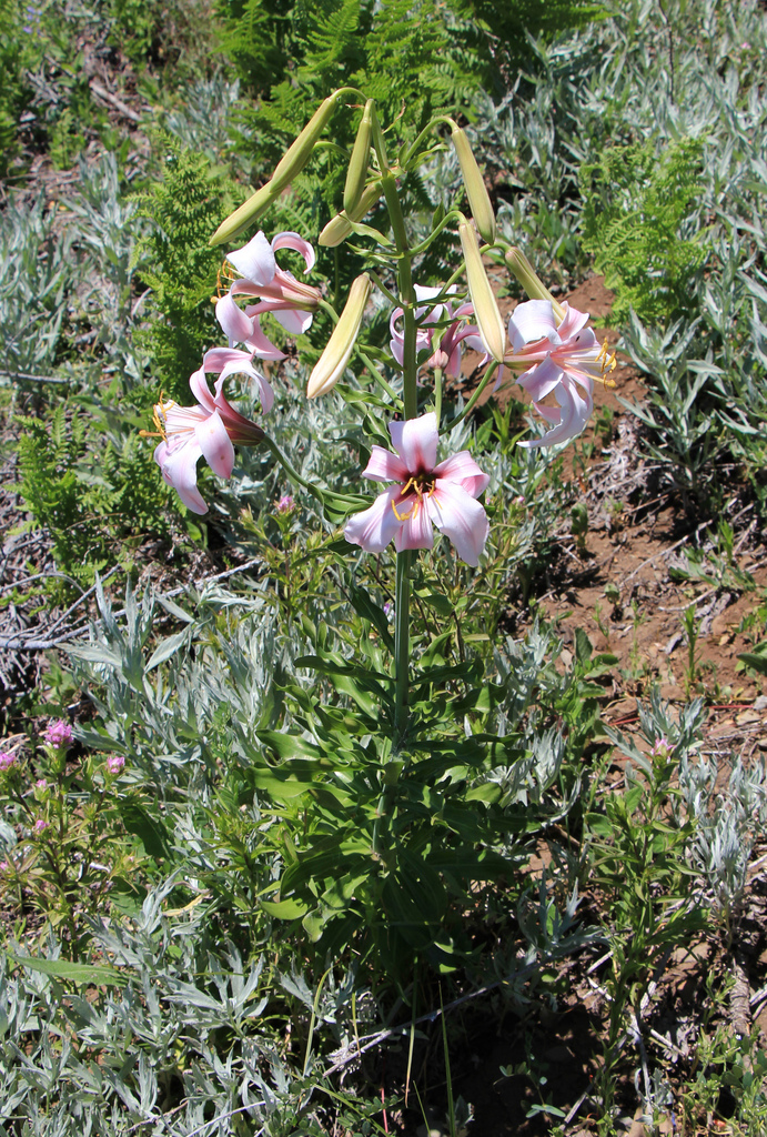 Washington lily (Lilium washingtonianum) - Botanical Realm