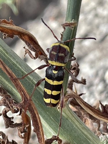 Neoclytus magnus · iNaturalist United Kingdom