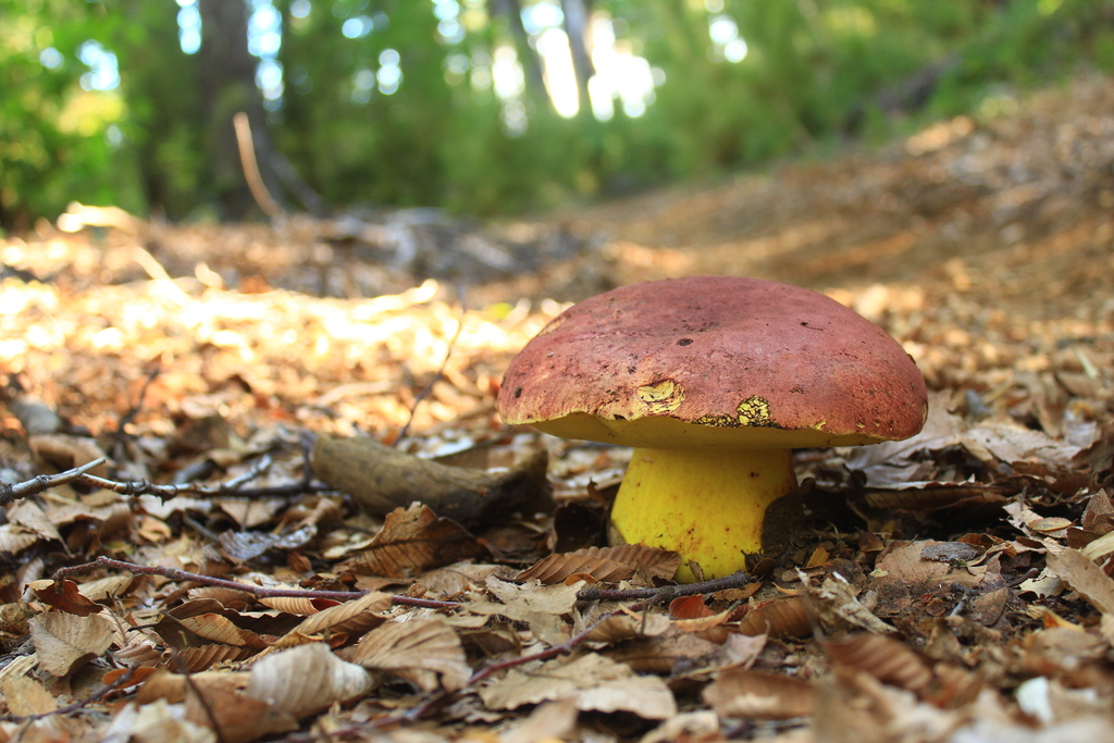 Butyriboletus loyo in April 2021 by Chris Valdés · iNaturalist