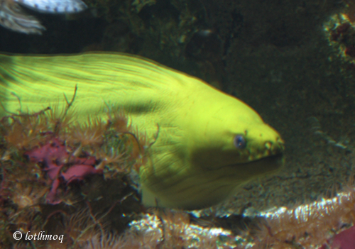 Green Moray (Isla de Juventud Under Water Field Guide) · iNaturalist