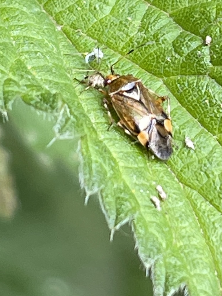 Deraeocoris flavilinea from Stanmer Park, Brighton, England, GB on July ...