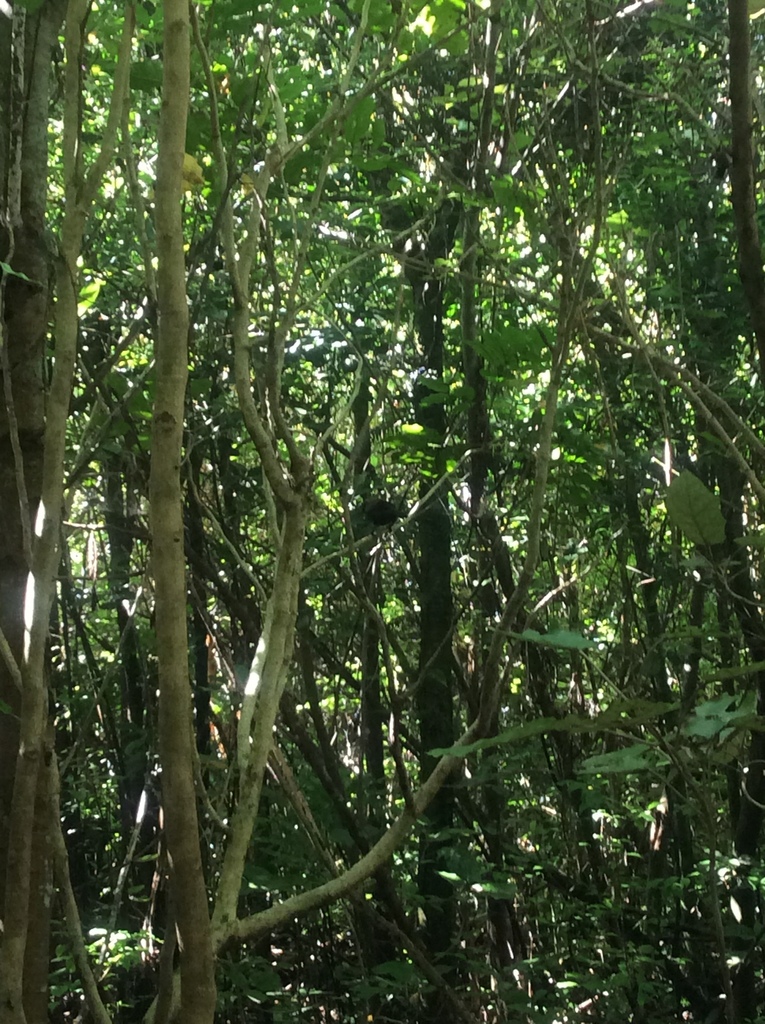 Perching Birds from Wellington, NZ-WG, NZ on March 13, 2018 at 11:51 AM ...