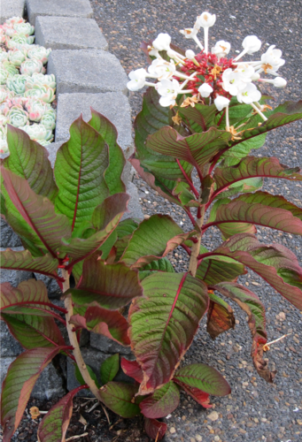 Luculia grandifolia · iNaturalist