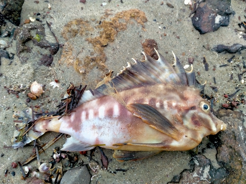 Southern Pigfish from Otago 9082, New Zealand on July 05, 2021 at 02:40 ...