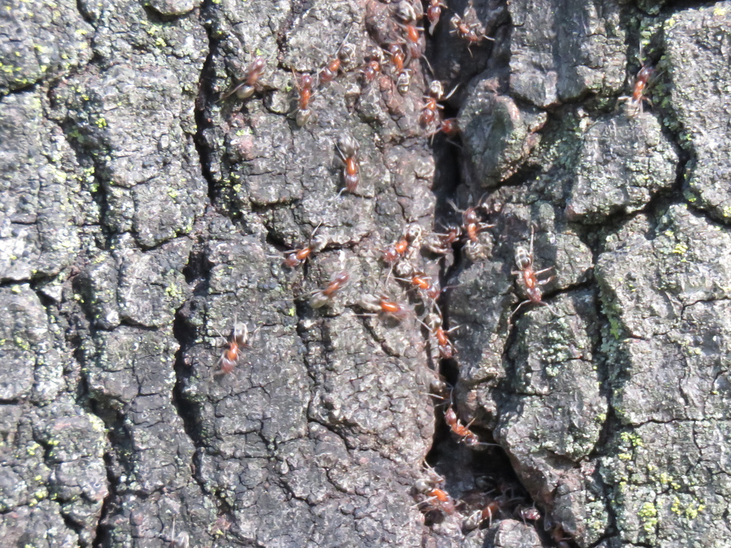 Western Velvety Tree Ant from Mendocino, California, United States on ...