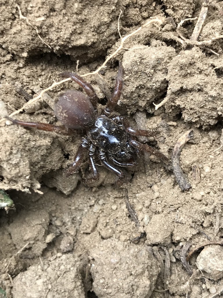 California Turret Spider from Tahoe National Forest, Alpine Meadows, CA ...