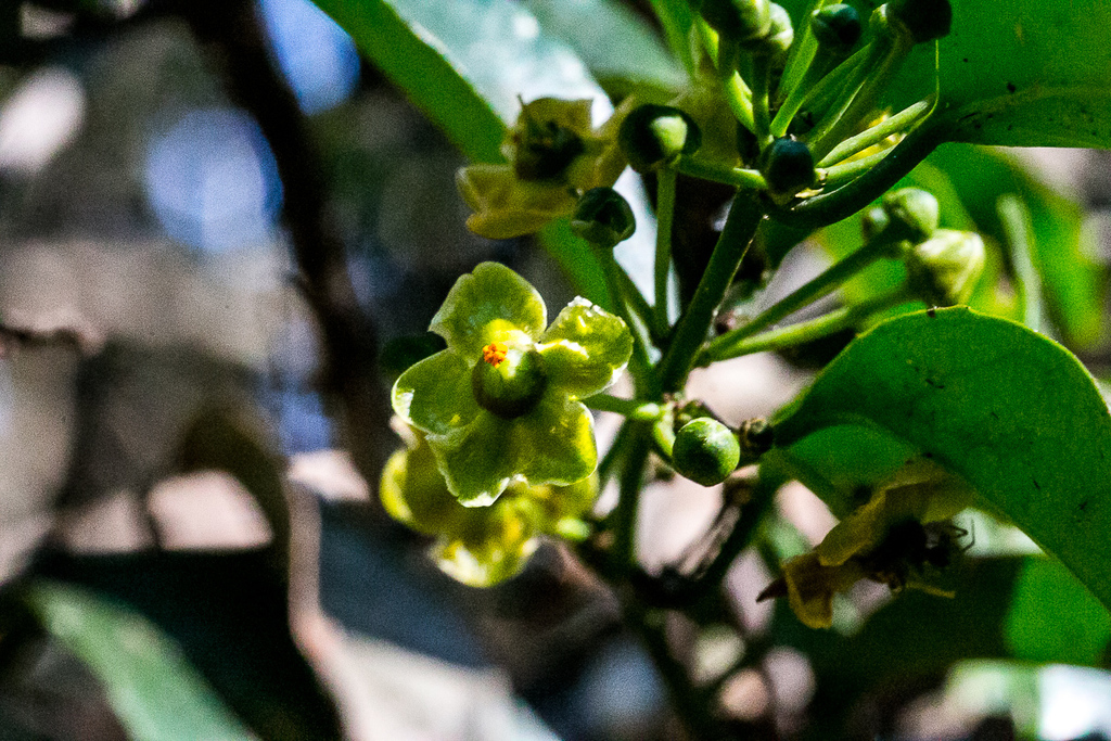 Forest Lemon Rope from Umdoni Park, South Africa on July 03, 2021 at 10 ...