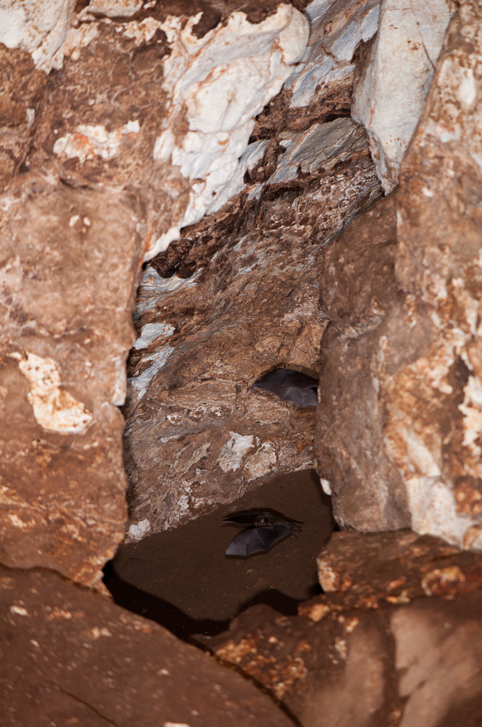 Antillean Long-tongued Bats (Monophyllus) - Know Your Mammals