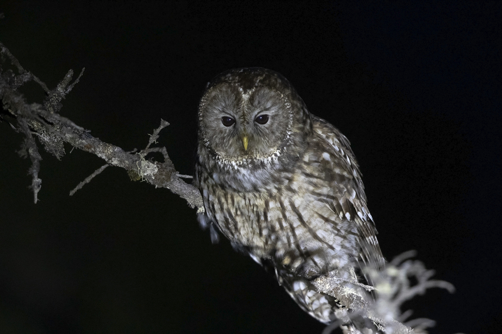 Père David's Owl from Jiuzhaigou County, Ngawa Tibetan and Qiang ...