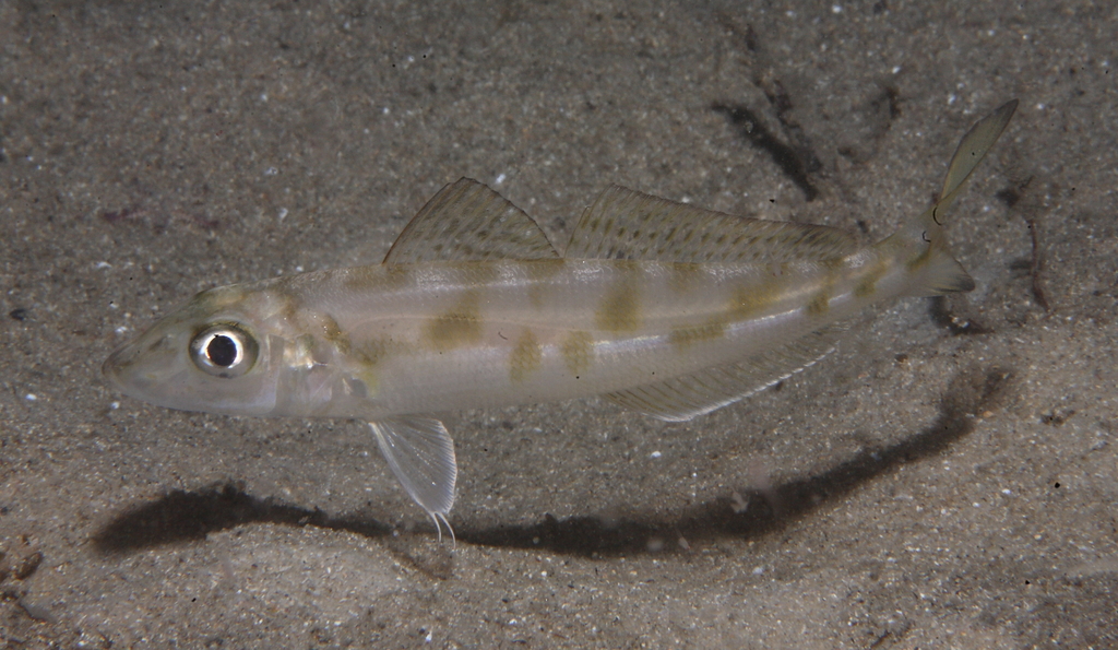Trumpeter Whiting from Sydney NSW, Australia on July 4, 2021 at 10:00 ...