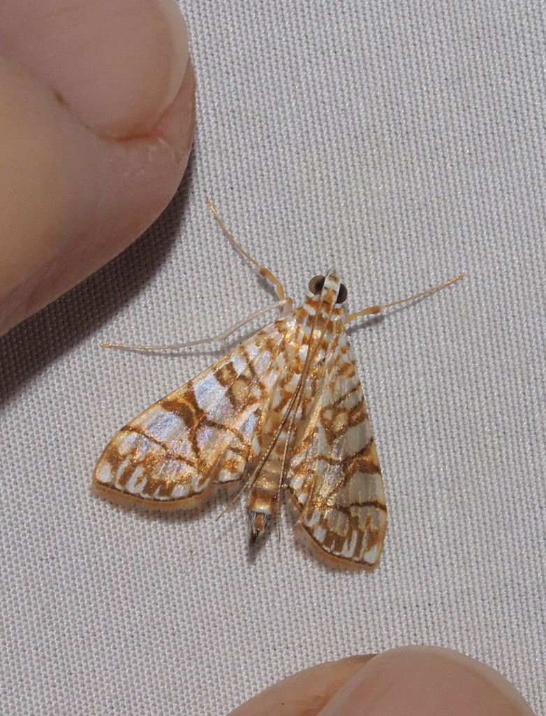 Variegated Pearl from Mount Surprise QLD 4871, Australia on July 5 ...
