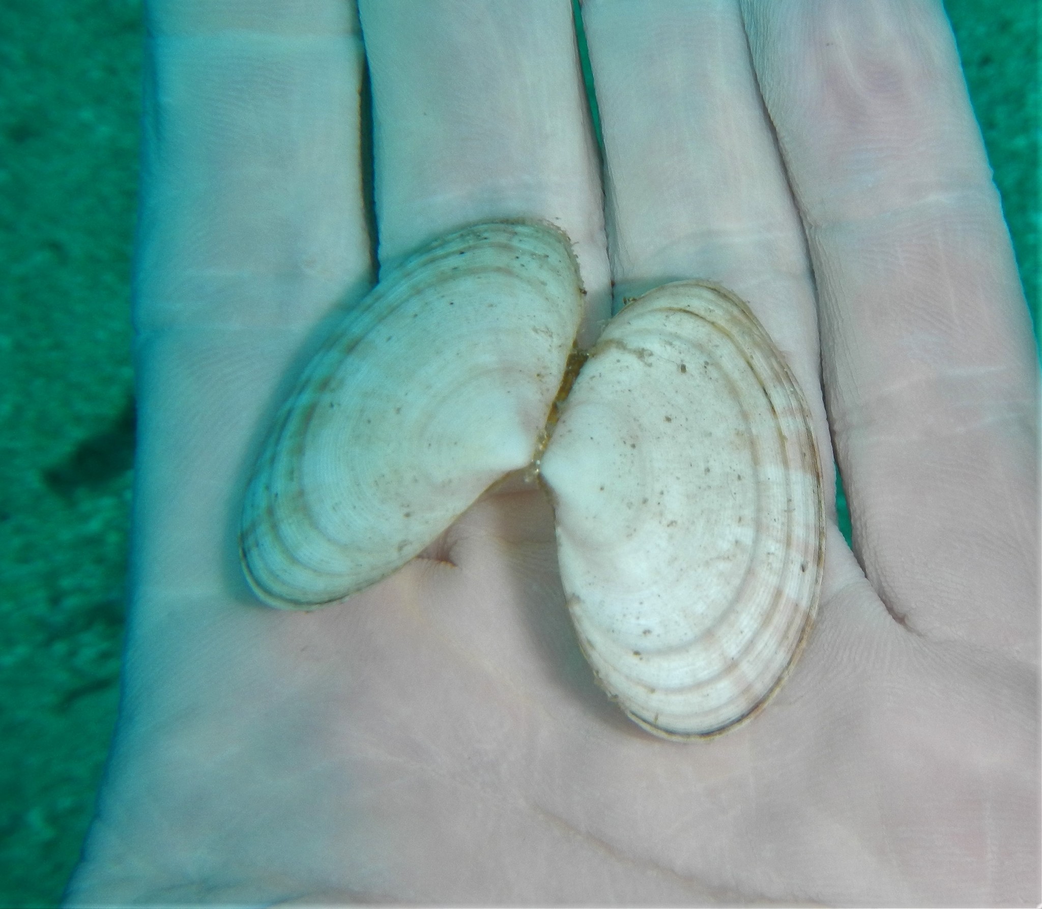 Gari depressa (Pennant, 1777)