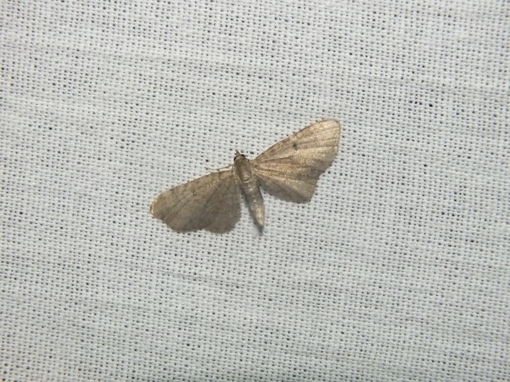 Grey Pug Moth from Приокский р-н, Нижний Новгород, Нижегородская обл ...