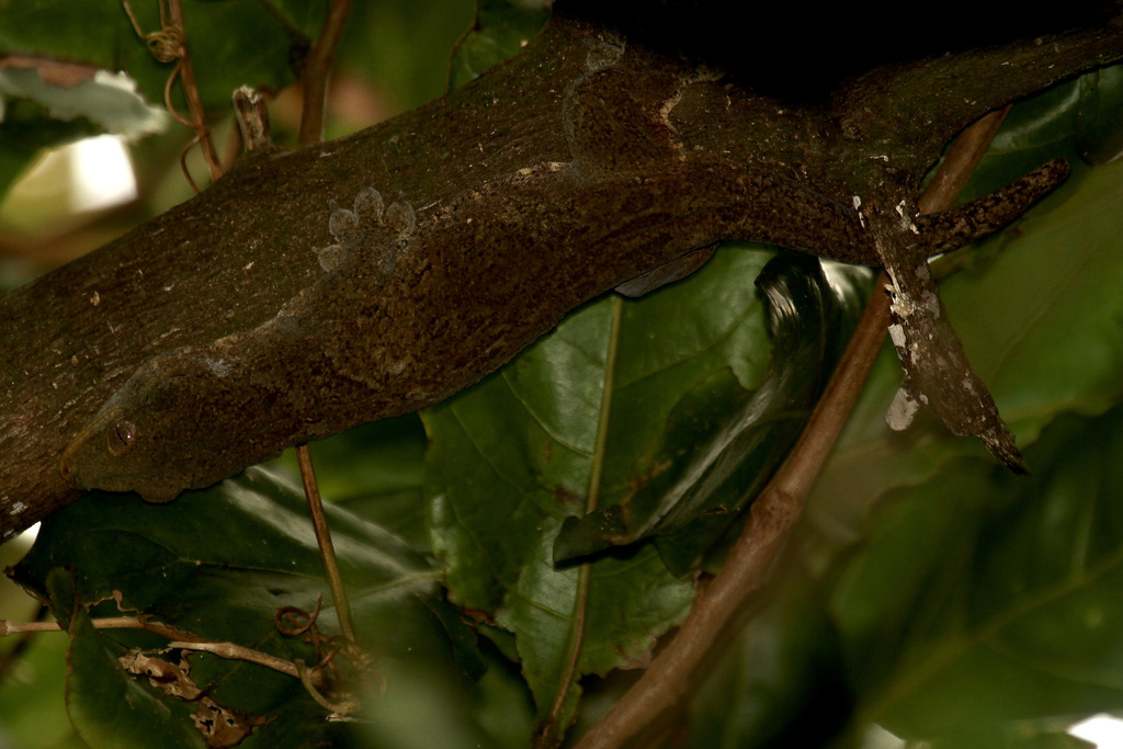 Western Giant Stump-toed Gecko in June 2016 by Bird Explorers. FLECKS ...