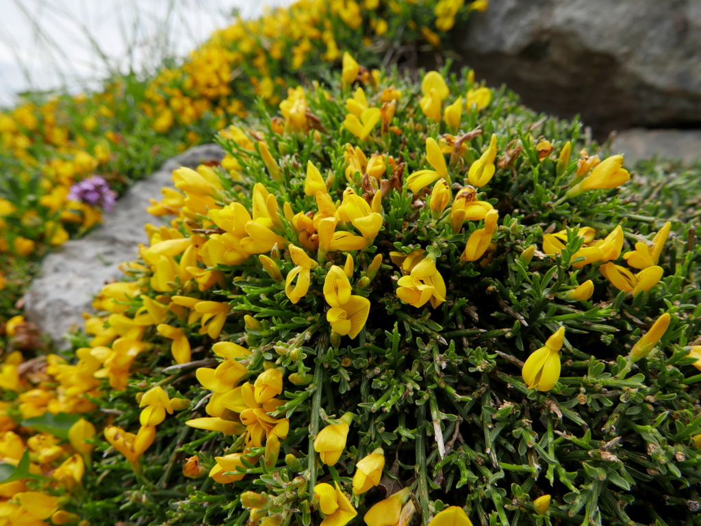 (Genista legionensis) - Botanical Realm