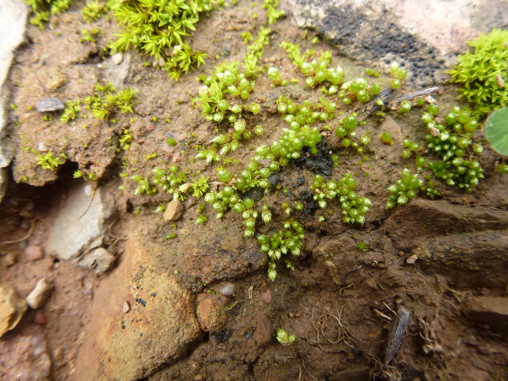 Goniomitrium acuminatum from Randell Reserve West, Mitcham, SA ...