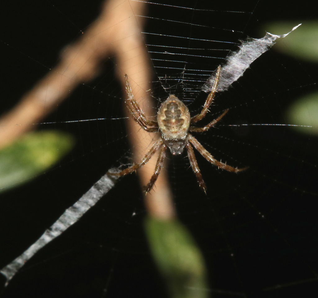 Saint Andrew's Cross Spider in May 2018 by juliegraham173 · iNaturalist